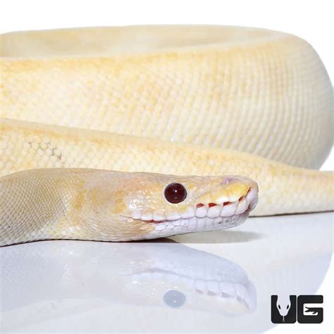 Baby Ball Pythons For Sale Underground Reptiles