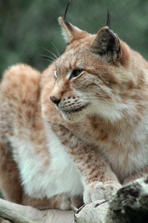 Linx Royalty Free Stock Photography - Image: 4348407
