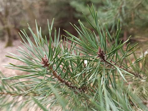 무료 사진 클로즈업 녹색 잎 나뭇가지에 솔잎