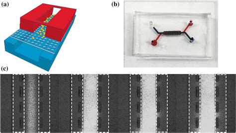 Microfluidic Device Setup And Some Imaging Results A Schematic Of The