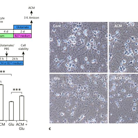 Protective Effects Of Astrocyte Conditioned Medium Acm On