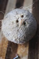 How To Open A Coconut In 4 Easy Ways Simply Suwanee