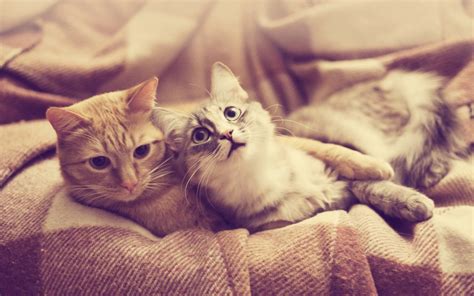 Wallpaper 1920x1200 Px Animals Cat Photography 1920x1200
