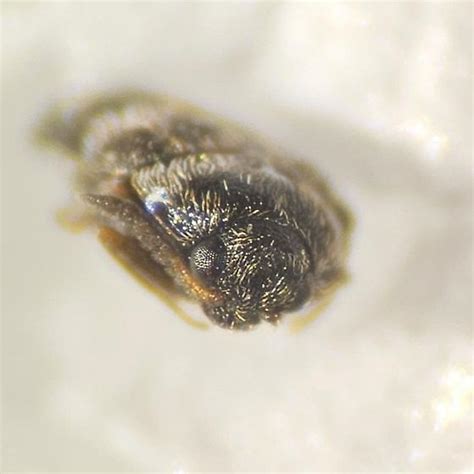 Trogoderma Sternale Bugguidenet