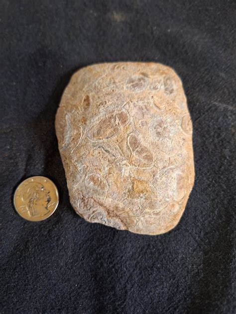 Im Pretty Sure Its A Fossil Just Not What Kind R Fossilid