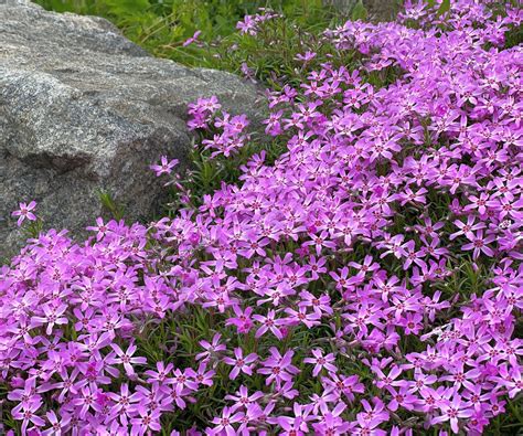 How To Grow Creeping Phlox An Easy Flowering Ground Cover Homes And