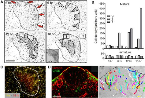 Organized Dendritic Cell Migration On Lymph Node Cryosections A Download Scientific Diagram
