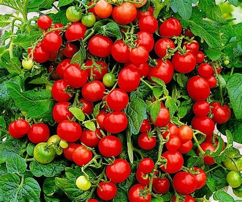 Томат Пиноккио ? : характеристика, описание сорта, фото, посадка и уход ...