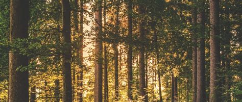 Random Forest Shapley Values And Multicollinearity Julia Community 🟣