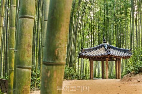 예술과 낭만이 흐르는 담양으로 힐링·치유 여행