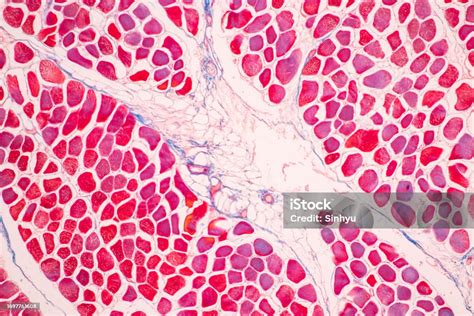 지방 조직 인간 연한 구개 인간 뼈 인간 및 줄무늬 근육 인간 0명에 대한 스톡 사진 및 기타 이미지 0명 가는줄무늬카라카라 건강관리와 의술 Istock