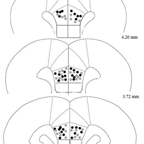 Site Of Microinjection Tips In The Prelimbic Pl Cortex Gray Square