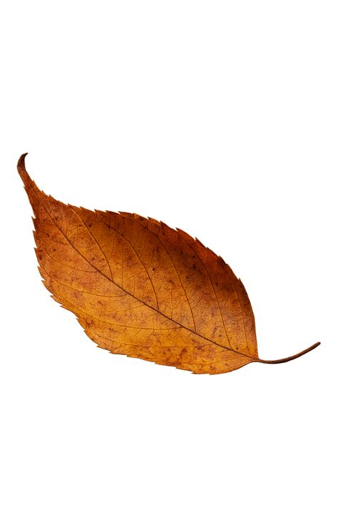 Publishing Artifacts In Azure Devops Pipelines Seekatar