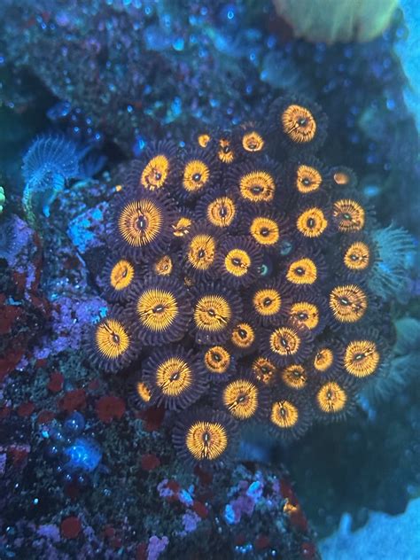 Zoanthid And Palythoa Eye Candy Thread Zoas And Palys Page 57 Reef2reef