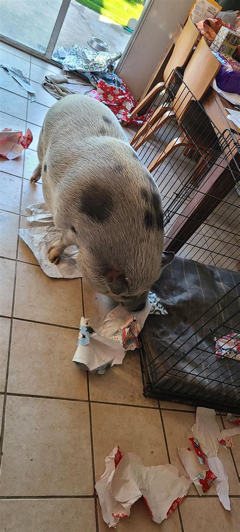 Hamiltons Human Brother Gave Him All The Paper Rpigs