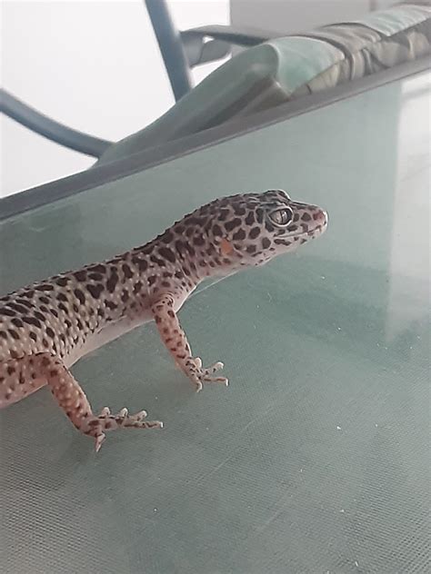 Does anyone know what morph Reptile is? : r/leopardgeckos