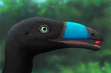 Falcatakely Forsterae By Osmatar On Deviantart