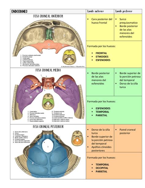 Definición De Anatomía Craneal Resumen Craneo Anatomía