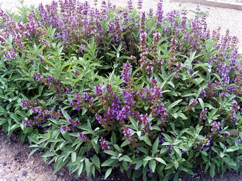 Salvia Propiedades Usos Y Advertencias