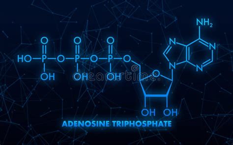 Adenosine Triphosphate Atp Stock Illustrations 230 Adenosine