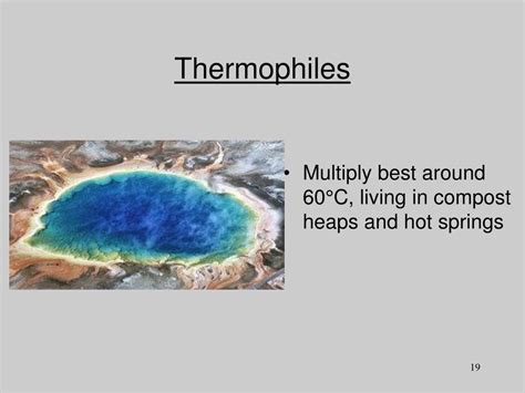 Ppt How Do Bacteria Reproduce Powerpoint Presentation Id266074