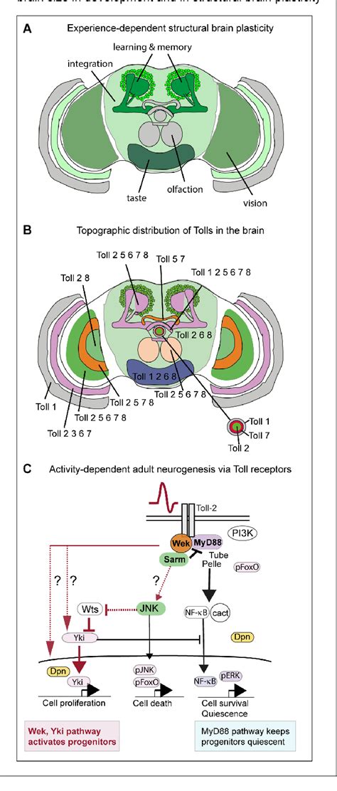Figure 9 From University Of Birmingham A Toll Receptor Map Underlies