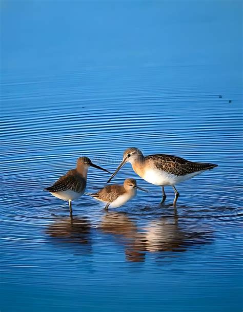 A Mother Bird Is Teaching Her Two Chicks How To Feed Stock Illustration Illustration Of Mother