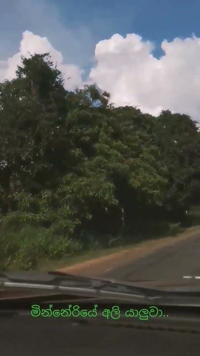 මින්නේරියේ අලි පැංචා 😍😍 Youtube