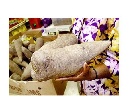 Root And Tuber Cropspptx Vvu Pptx