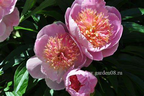 Пион травянистый «Жемчужная россыпь» руб, купить, фото, описание