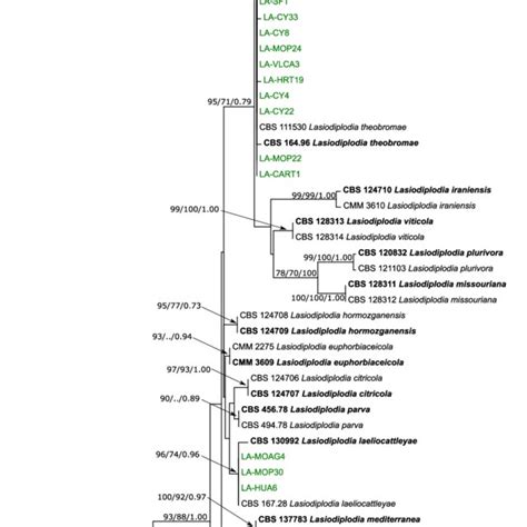 maximum likelihood phylogenetic tree resulting from the analysis of