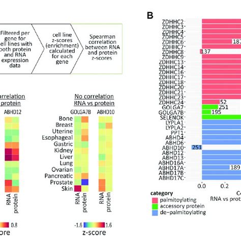 Correlation Between Rna And Protein Expression Using Cancer Cell Line