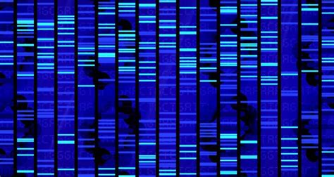Innovative Techniques To Speed Up Single Step Genomic Evaluations