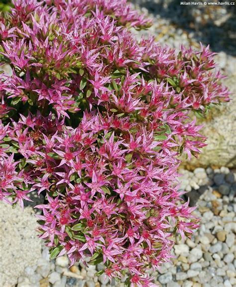 Sedum Spurium Pink Cloud Stonecrop Evergreen Drought Tolerant