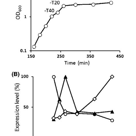 Growth Curve And Gene Expression Patterns Of B Subtilis 168 A Growth