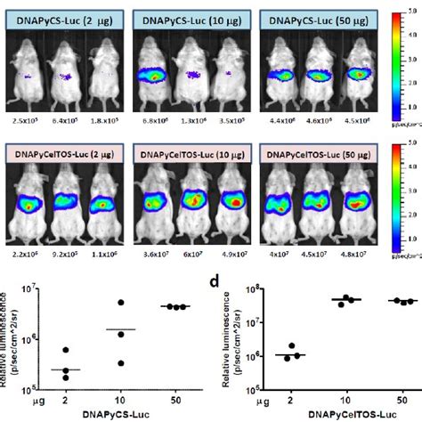 Analysis Of Adenovirus Replication And Infection Parameters Under Download Scientific Diagram