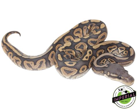 Black Pewter Ghost Ball Python