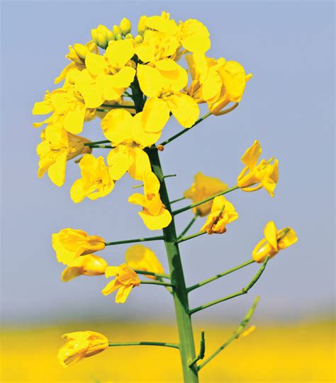 Consider Trials And Disease When Choosing Canola Grainews