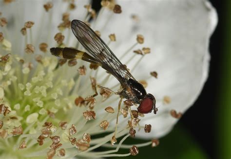 Gossamer Hoverfly Friends Of Heene Cemetery