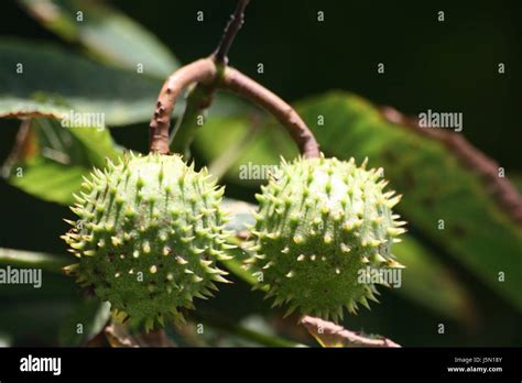 Leaf Tree Green Brown Brownish Brunette Flora Prickle Branch Fruit Sperm Nuts Stock Photo Alamy