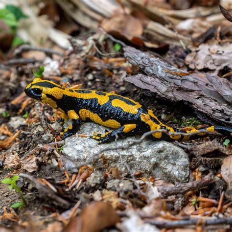 Fire Salamanders Europes Toxic Amphibian