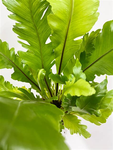Asplenium Campio Laura S Green Leaves