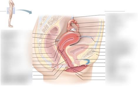 Female Reproductive System Diagram Quizlet Female Reproductive System Diagram Quizlet