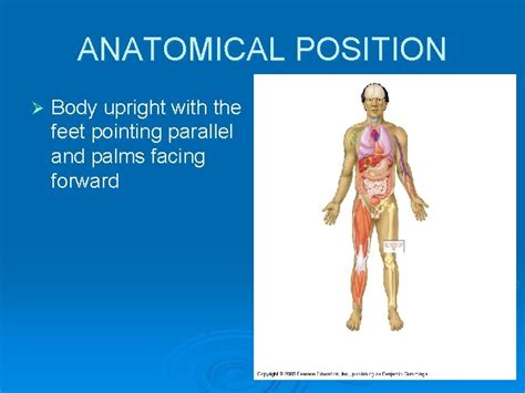 Chapter 1 Introduction To Human Body Major Body