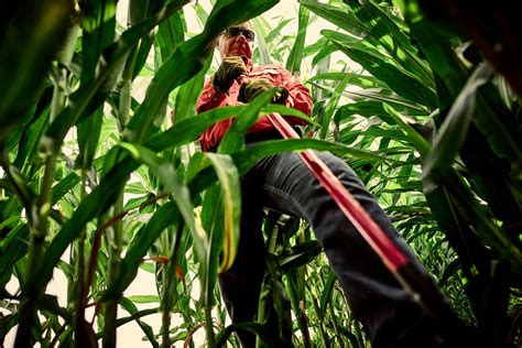 How To Perform A Root Dig Corn Rootworm Crop Science US