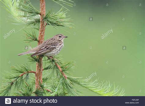 Tree Pipit Uk Song Flight Hi Res Stock Photography And Images Alamy