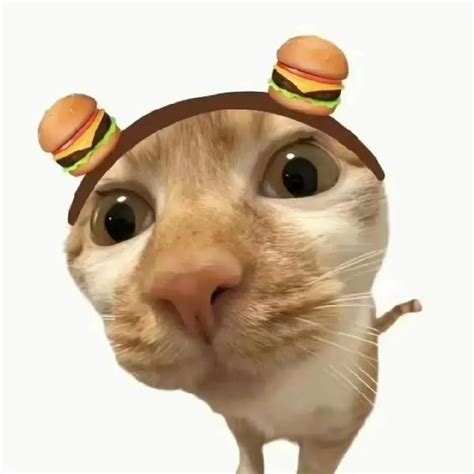 可爱猫咪头戴汉堡发箍，大眼呆萌超有趣 表情包 拉大便！！！表情包图片动图 求表情网 斗图从此不求人