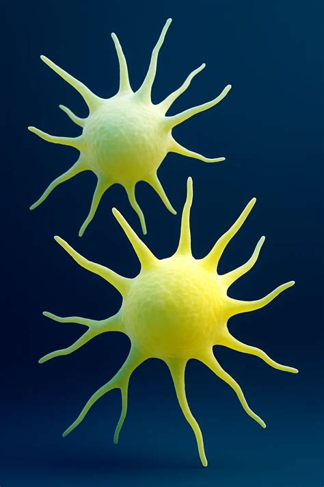 New Promising Dendritic Cell Therapy 4 Cancer Germany
