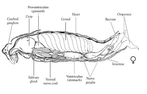 Grasshopper Testis Dissection