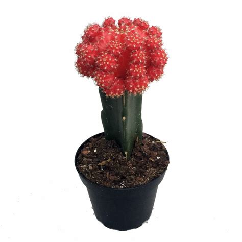 Red Grafted Moon Cactus Live Plant 4 Pot